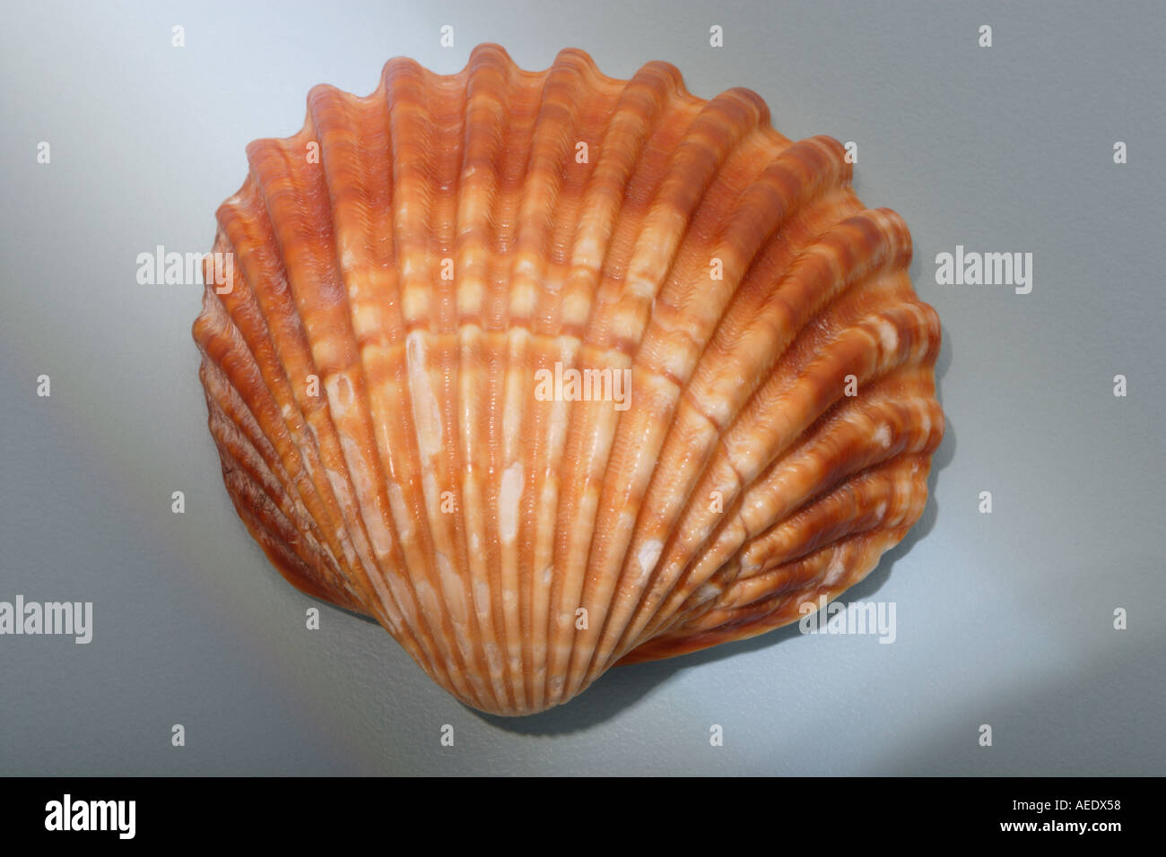 Ribbed shell hi-res stock photography and images - Alamy