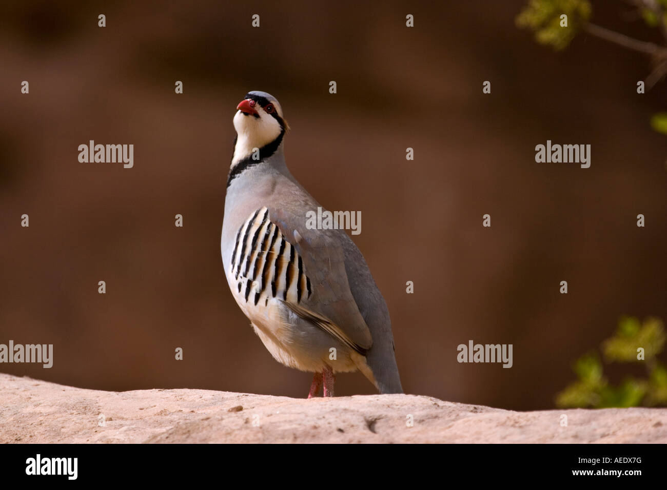 Chukar hi-res stock photography and images - Alamy