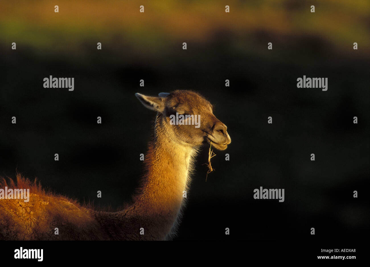 Adult Guanaco feeding in late afternoon light Stock Photo - Alamy