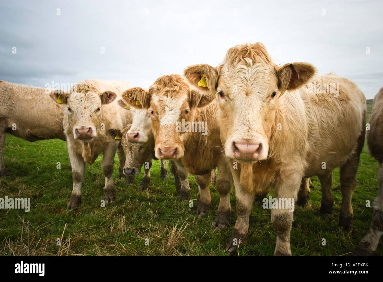 Cows in a field Orkney Scotland UK Stock Photo - Alamy