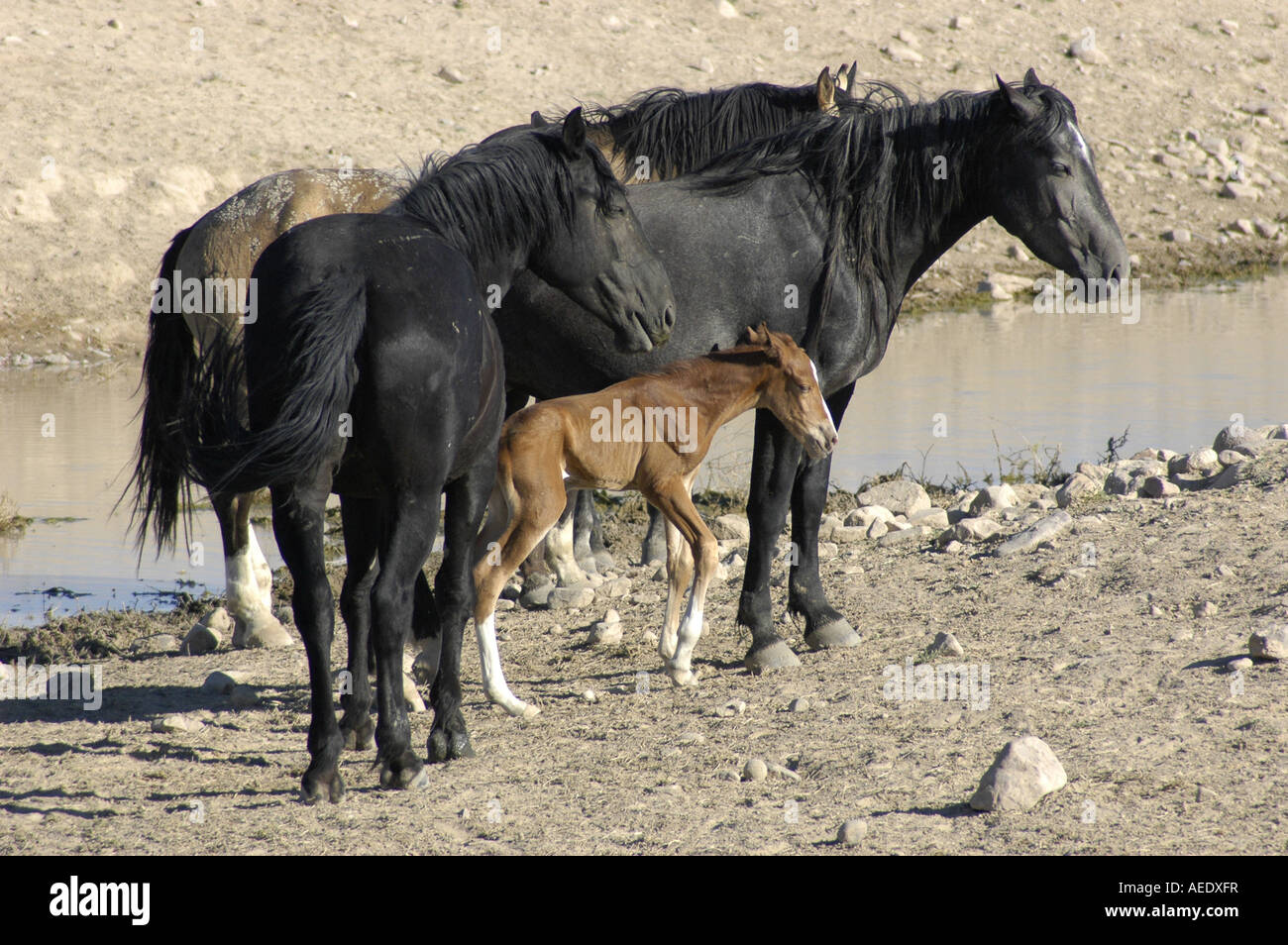 wild horse family Stock Photo - Alamy