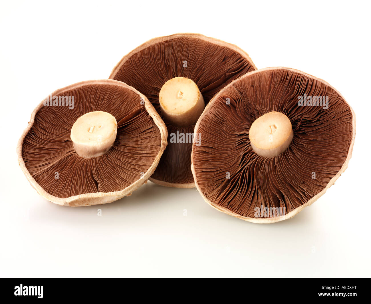Flat fungi Cut Out Stock Images & Pictures - Alamy