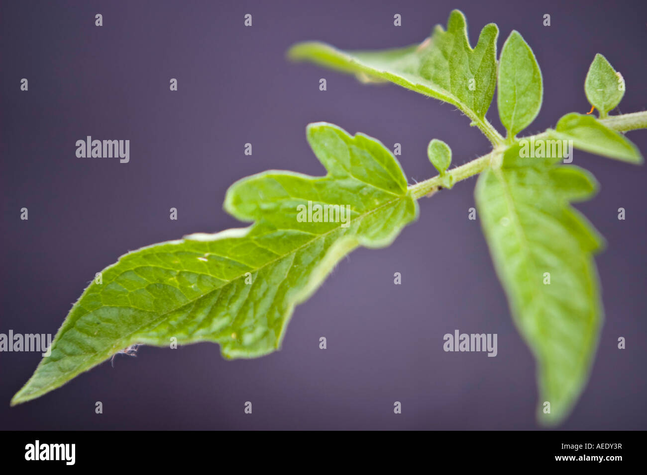 Leaf of a Tomato plant Stock Photo - Alamy