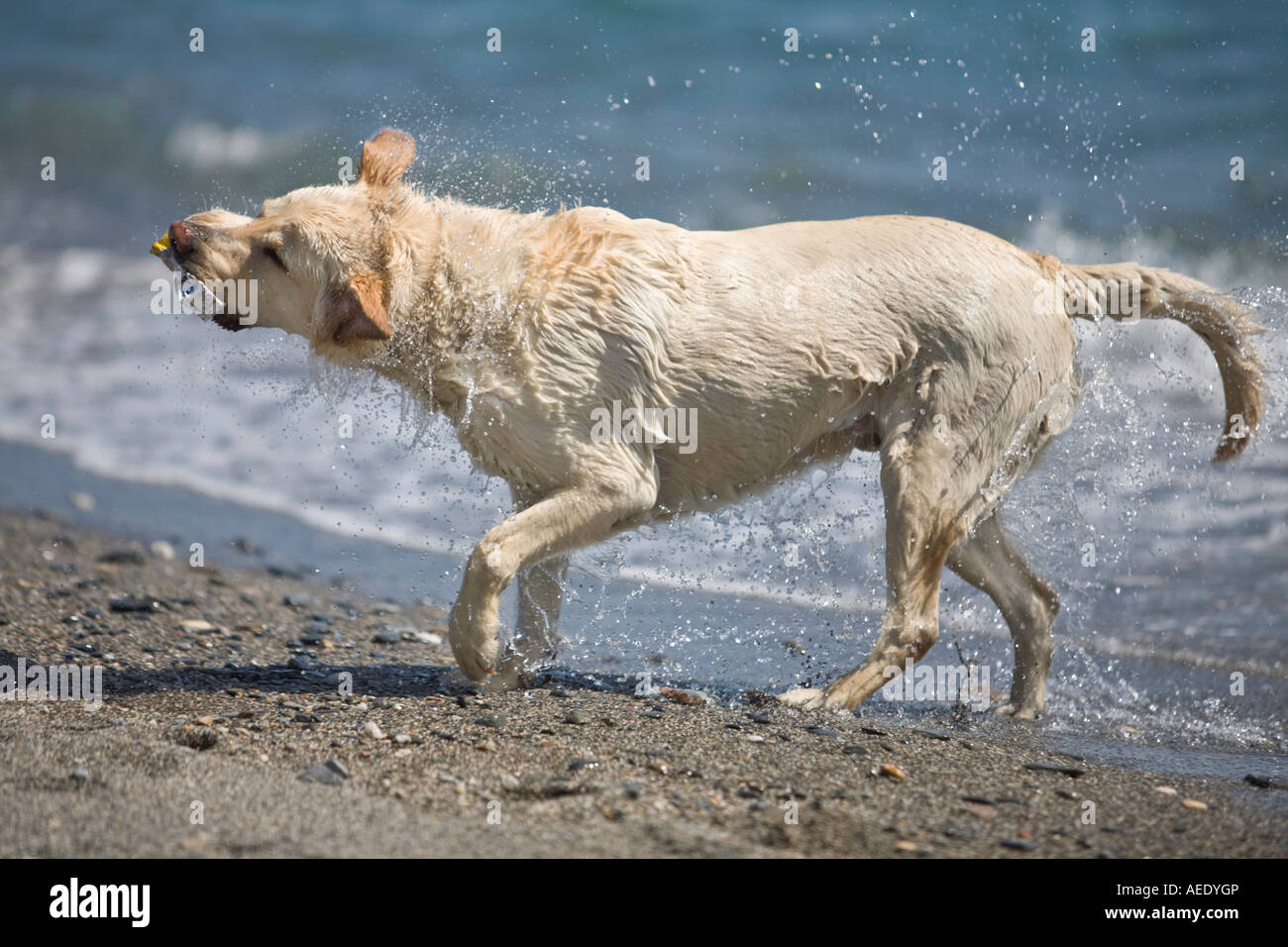 Labrador retriever Golden labrador playing on the beach Stock Photo - Alamy