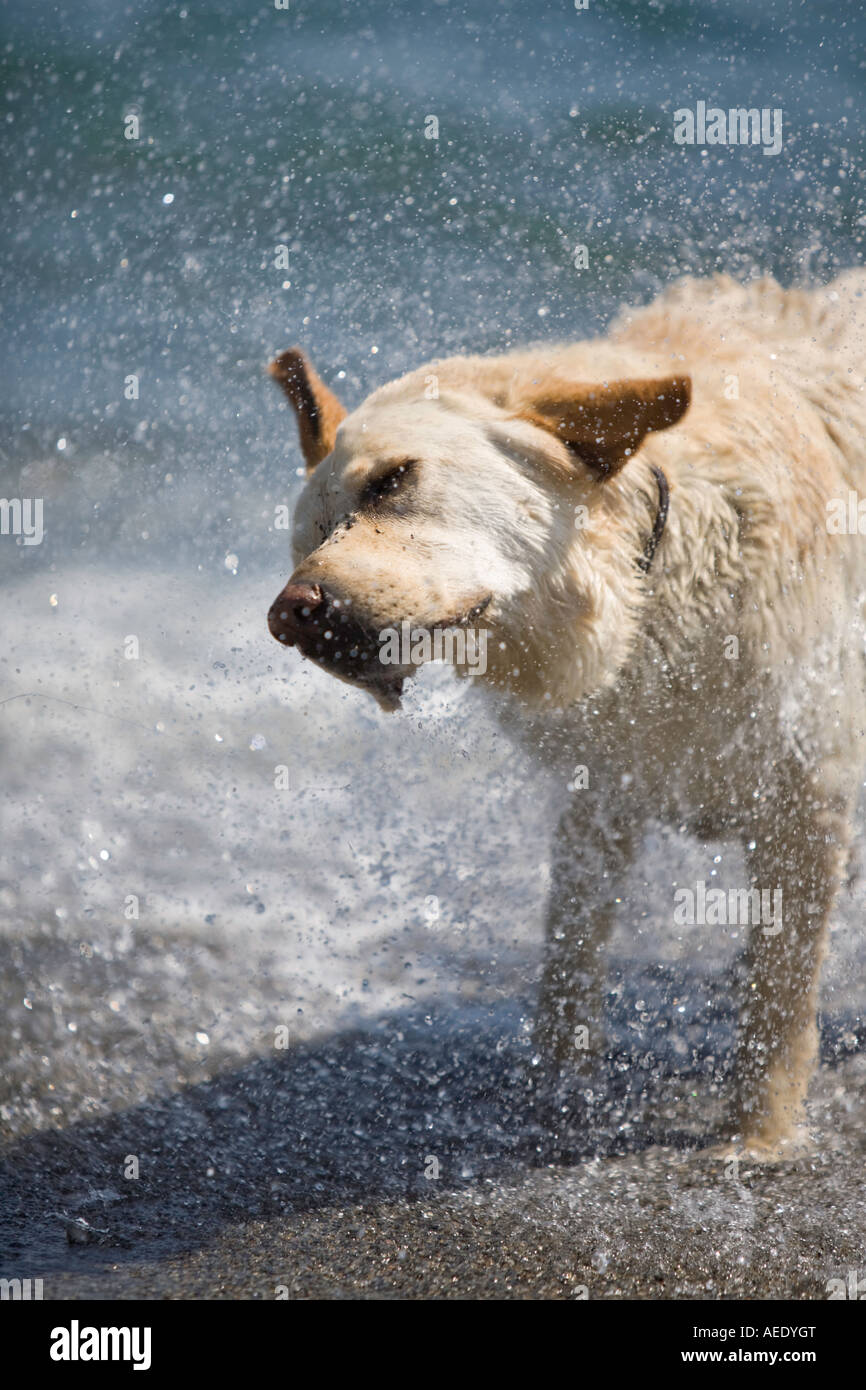 Labrador retriever Golden labrador playing on the beach Stock Photo - Alamy