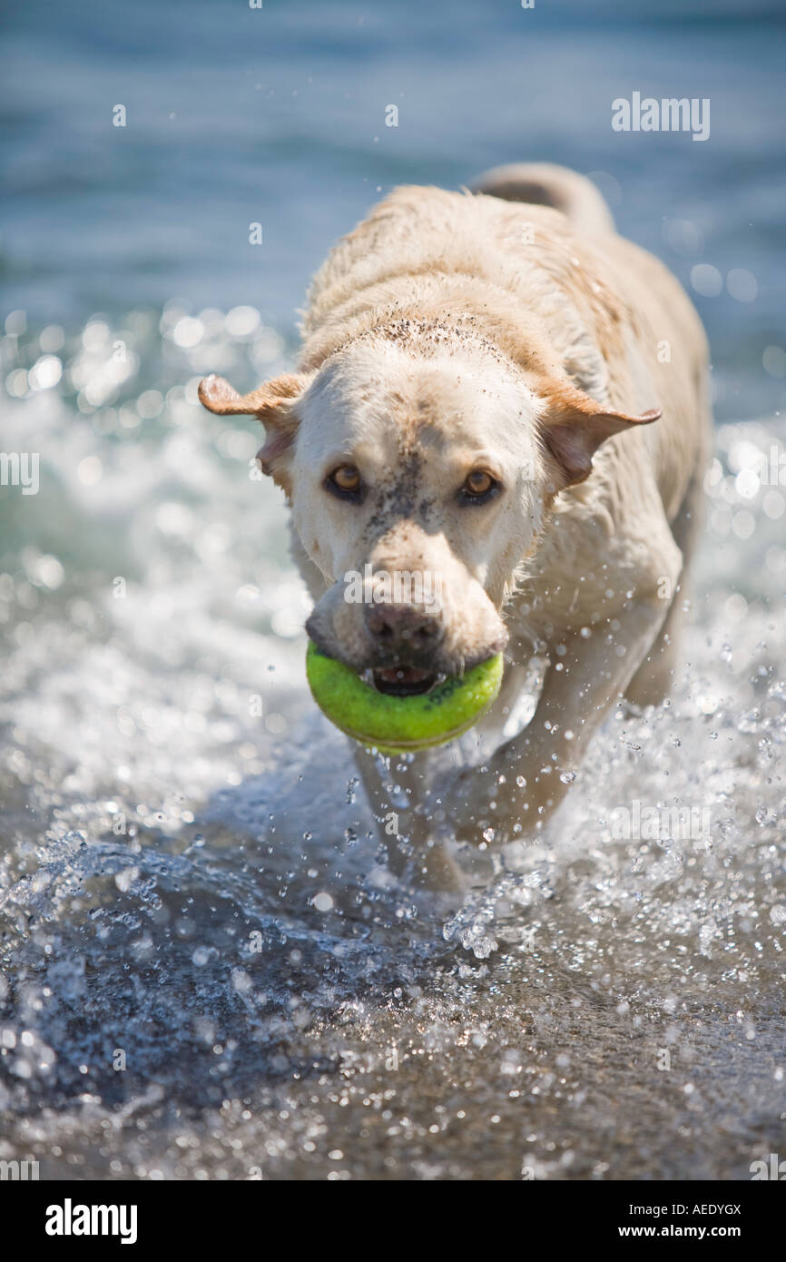 Labrador retriever Golden labrador playing on the beach Stock Photo - Alamy
