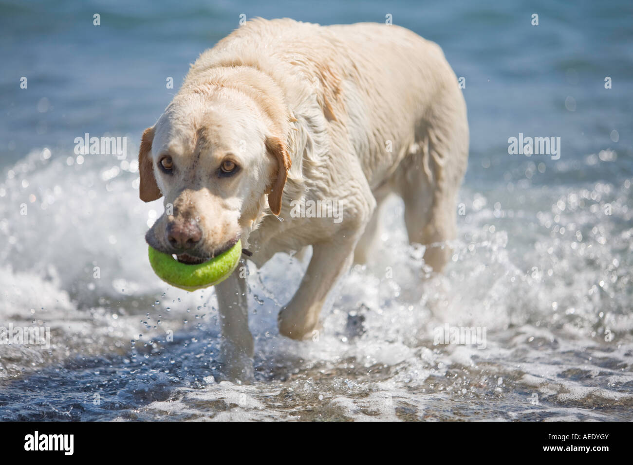 Labrador retriever Golden labrador playing on the beach Stock Photo - Alamy