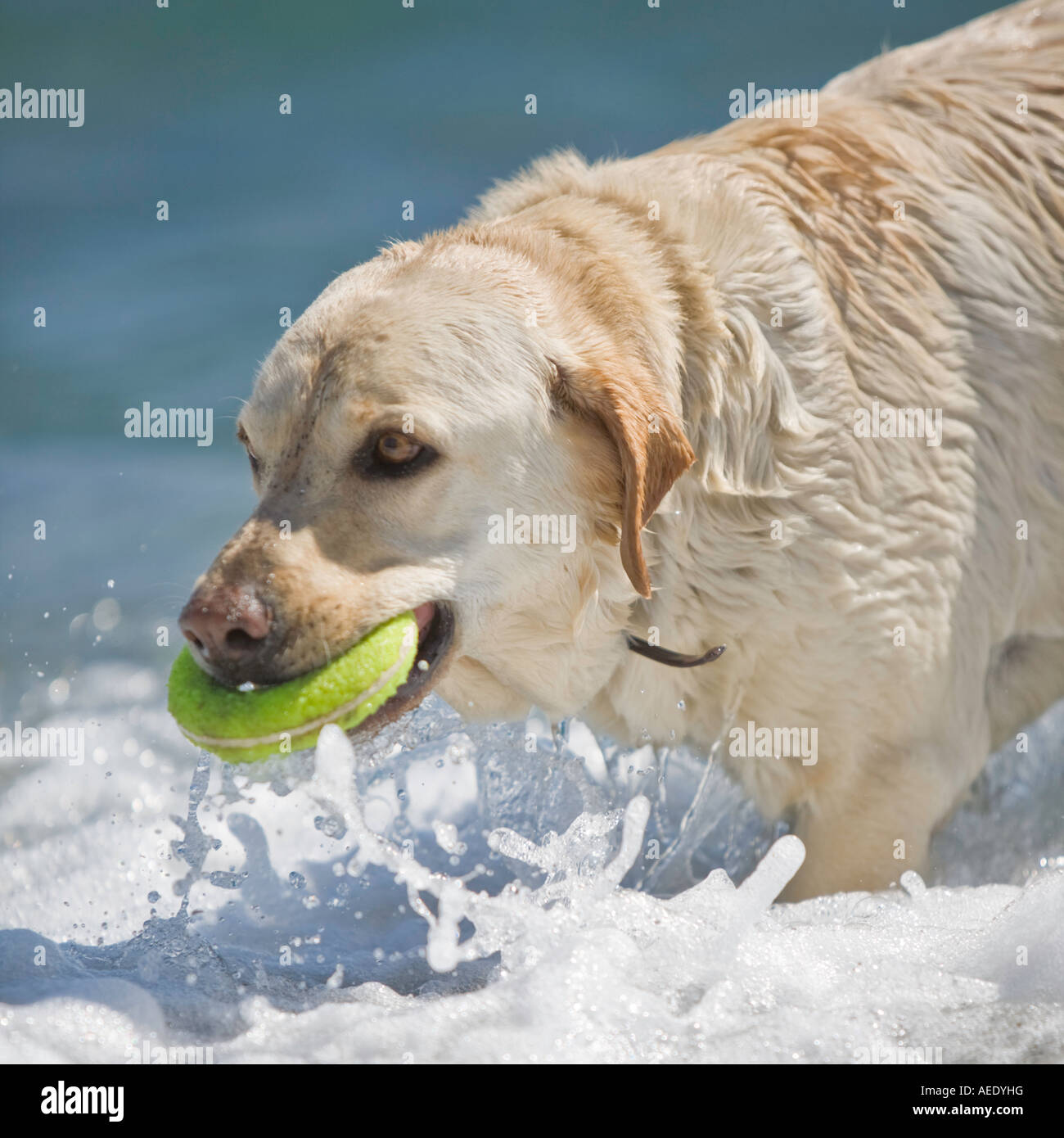 Labrador retriever Golden labrador playing on the beach Stock Photo - Alamy