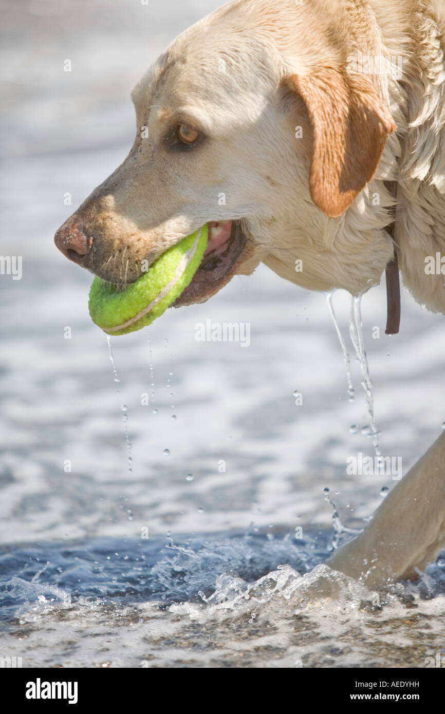 Labrador retriever Golden labrador playing on the beach Stock Photo - Alamy