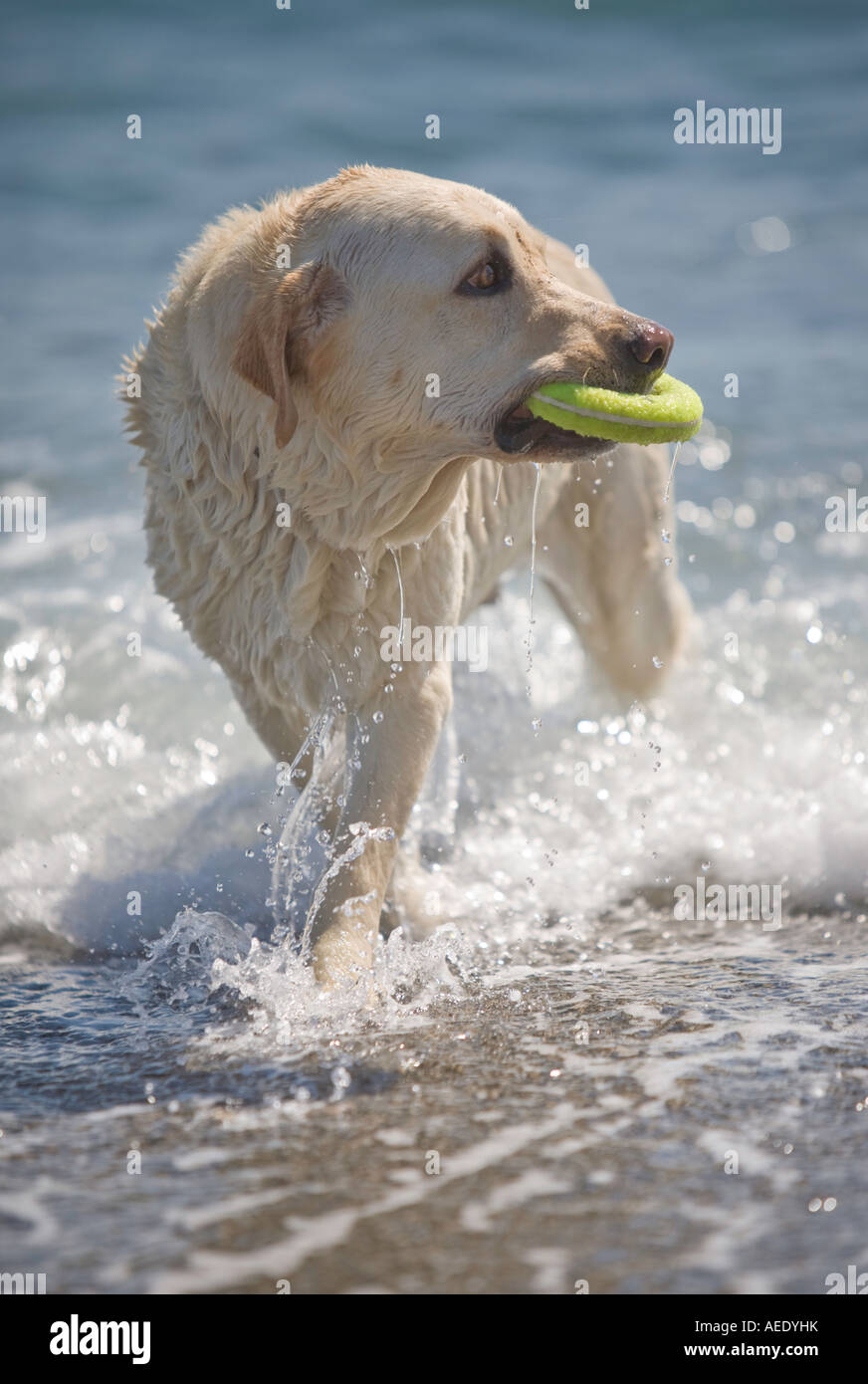 Labrador retriever Golden labrador playing on the beach Stock Photo - Alamy