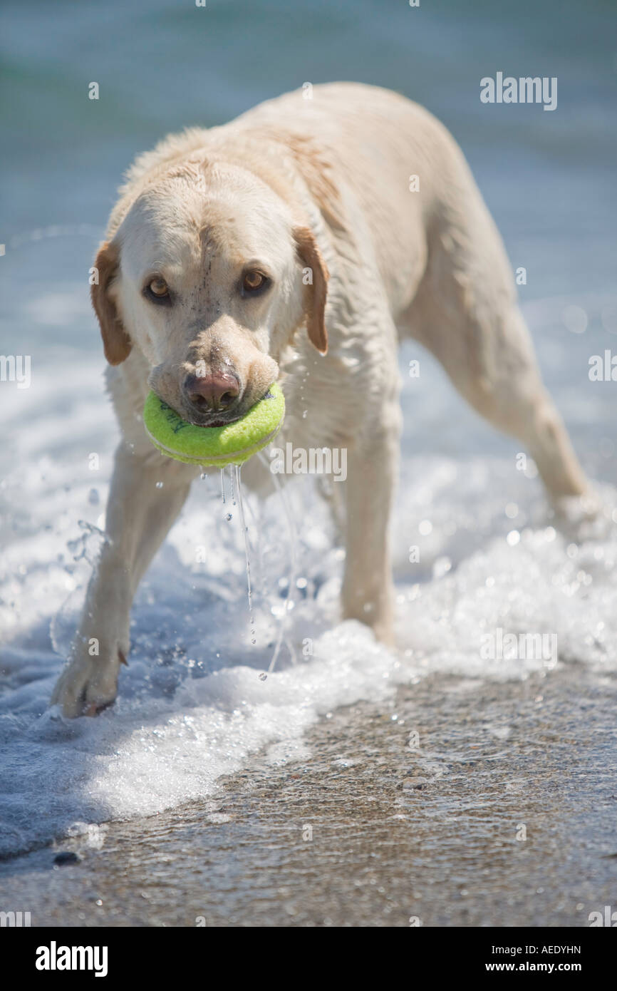 Labrador retriever Golden labrador playing on the beach Stock Photo - Alamy