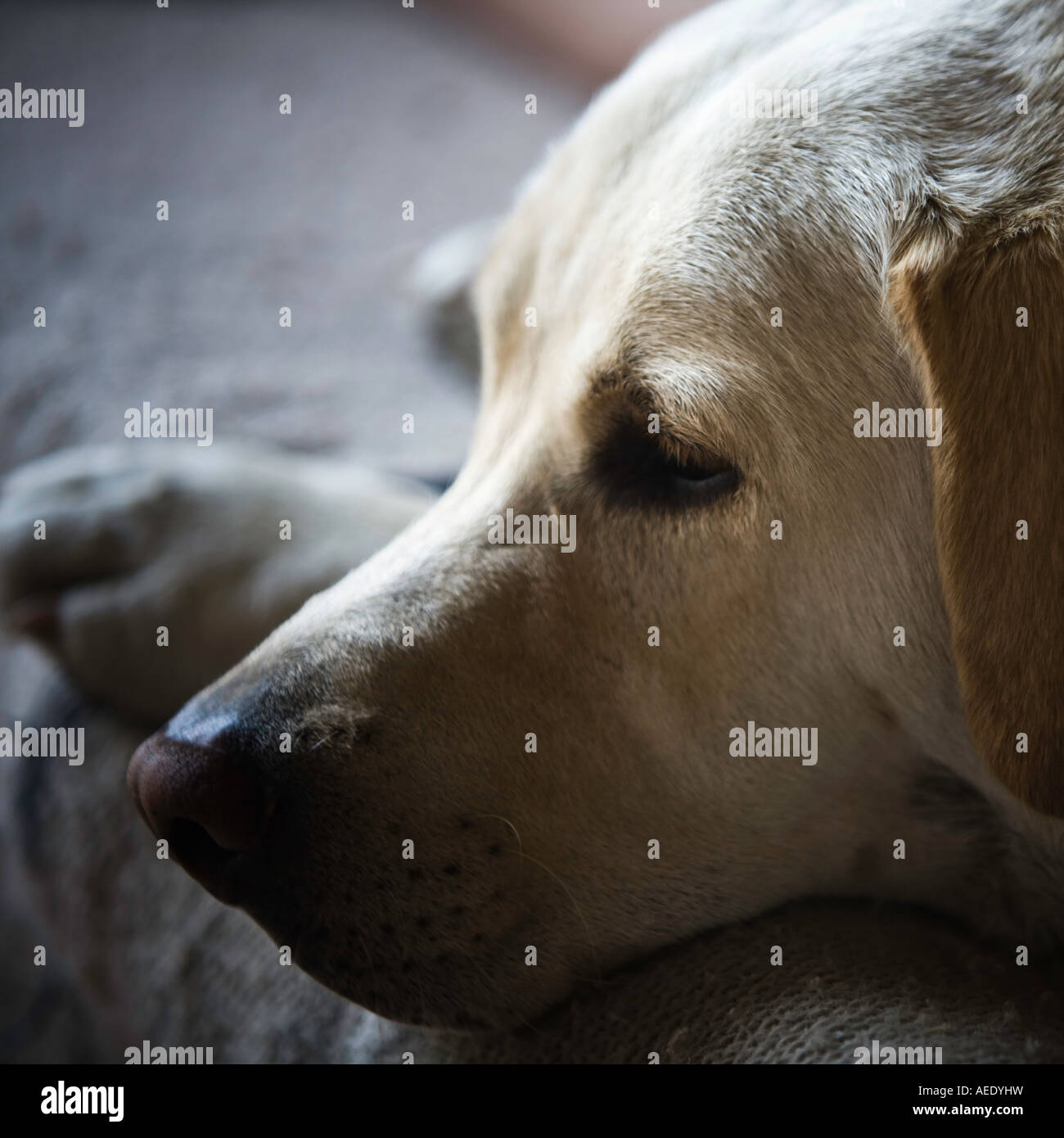 Labrador retriever Golden labrador Stock Photo - Alamy