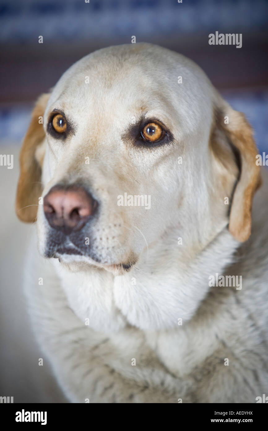 Labrador retriever Golden labrador Stock Photo - Alamy