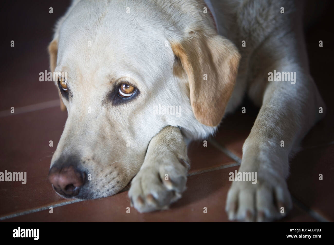 Vanilla labrador hi-res stock photography and images - Alamy