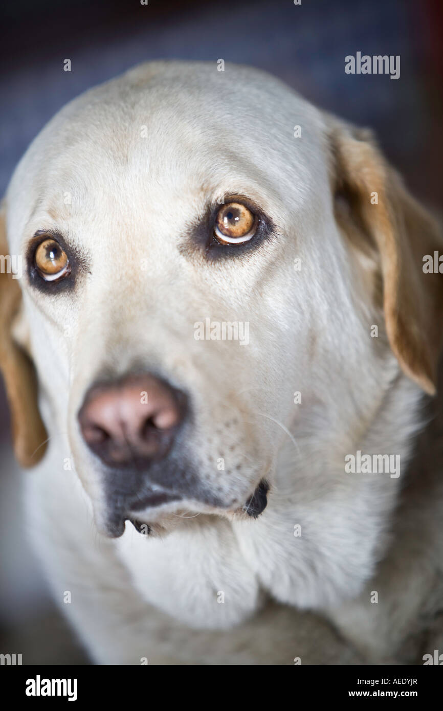 Labrador retriever Golden labrador Stock Photo - Alamy
