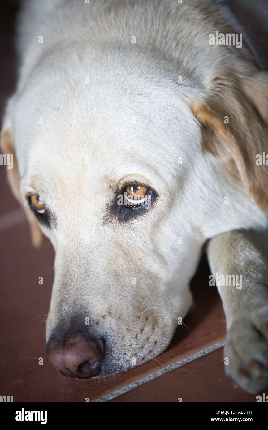 Labrador retriever Golden labrador Stock Photo - Alamy