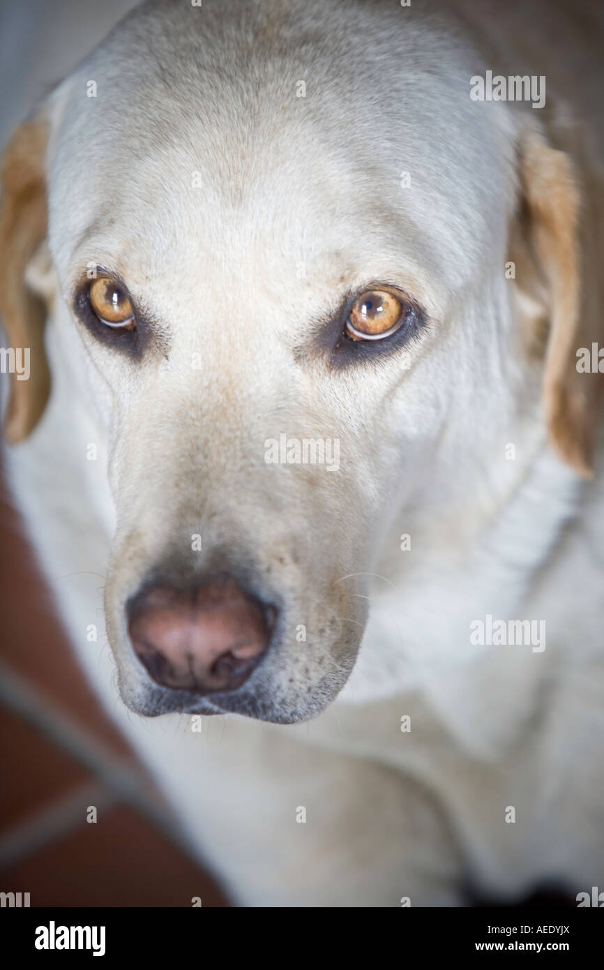 Labrador retriever Golden labrador Stock Photo - Alamy
