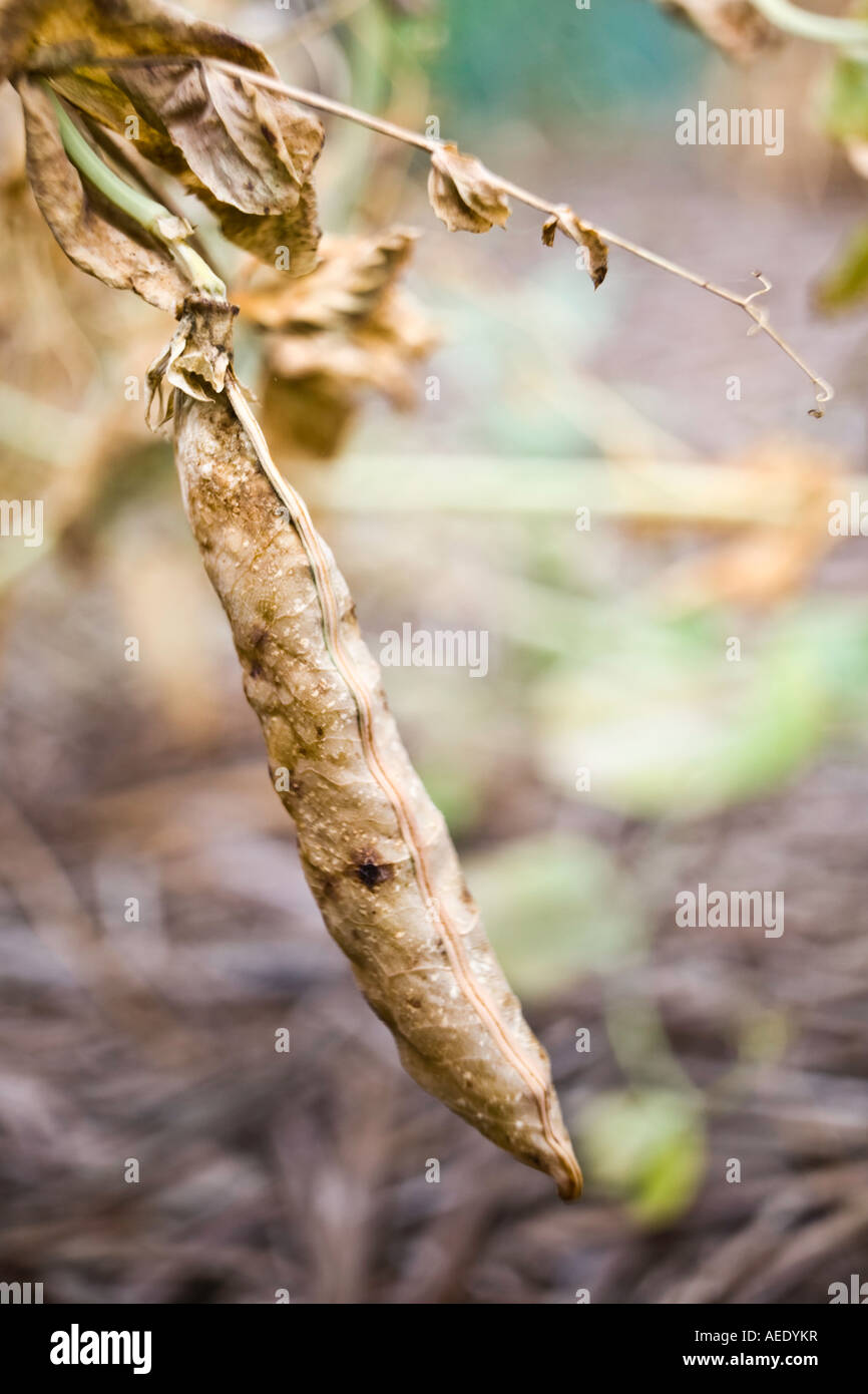 Organic pea pod drying Stock Photo - Alamy