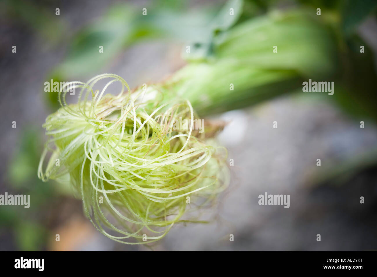 Organic sweetcorn flower Stock Photo - Alamy