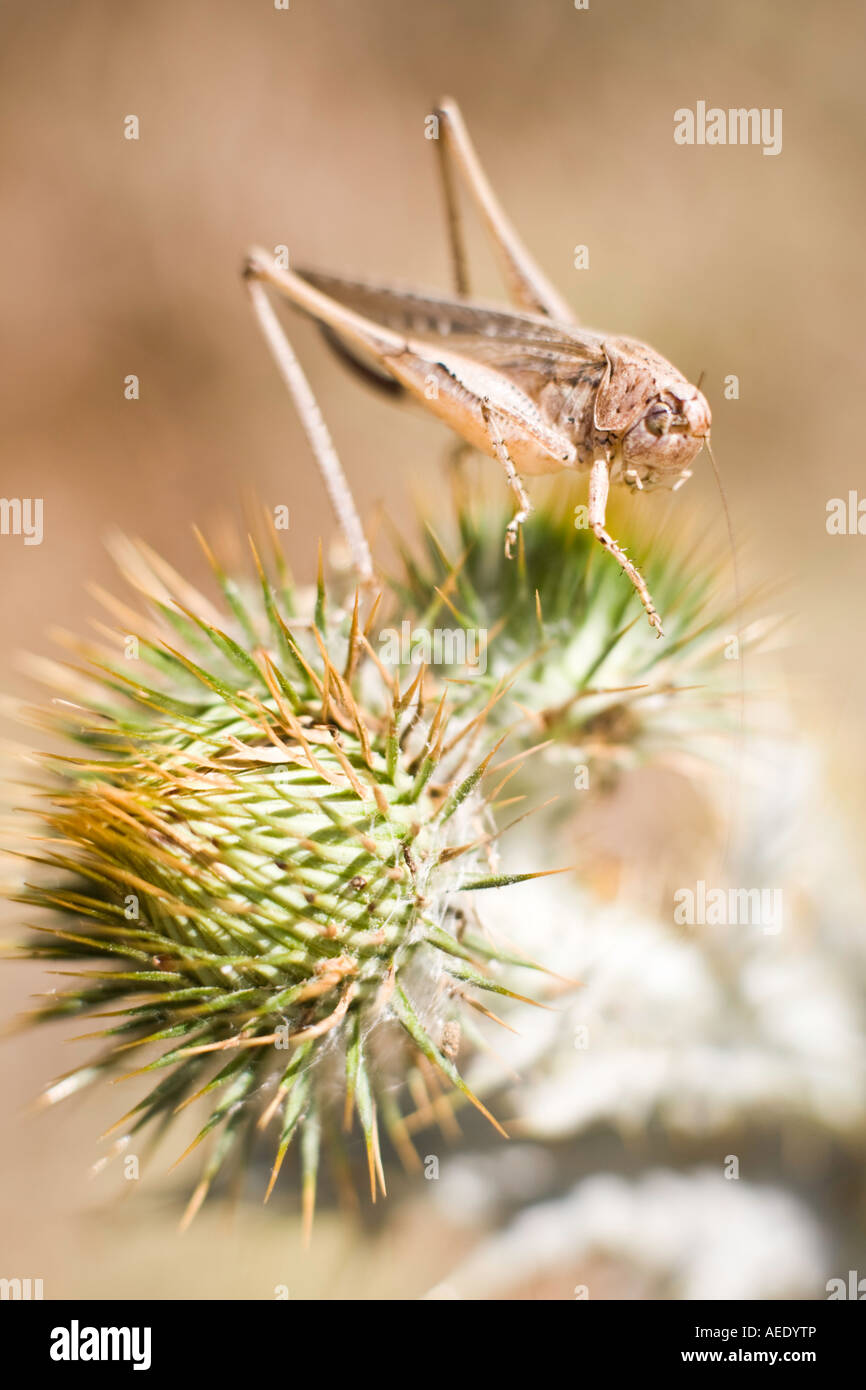 Cricket chirp hi-res stock photography and images - Alamy