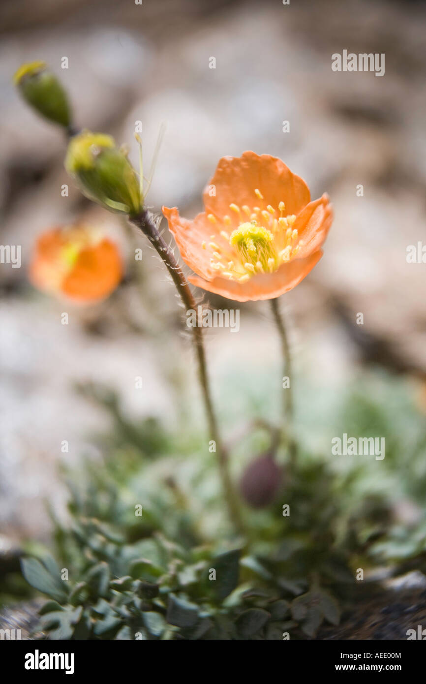 Sierra nevada poppy Stock Photo - Alamy