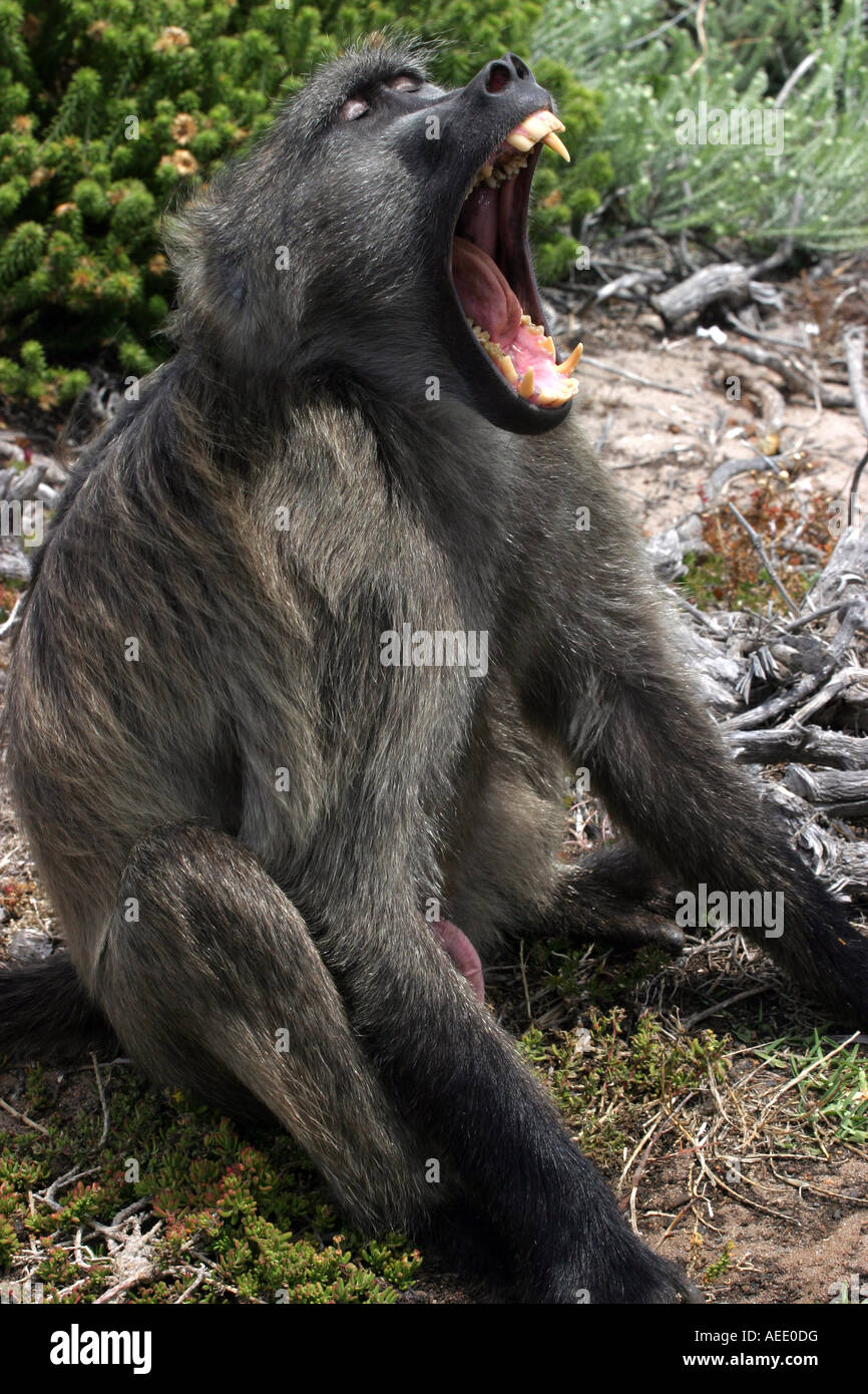 Wild baboon, Table Mountain National Park, South Africa Stock Photo - Alamy