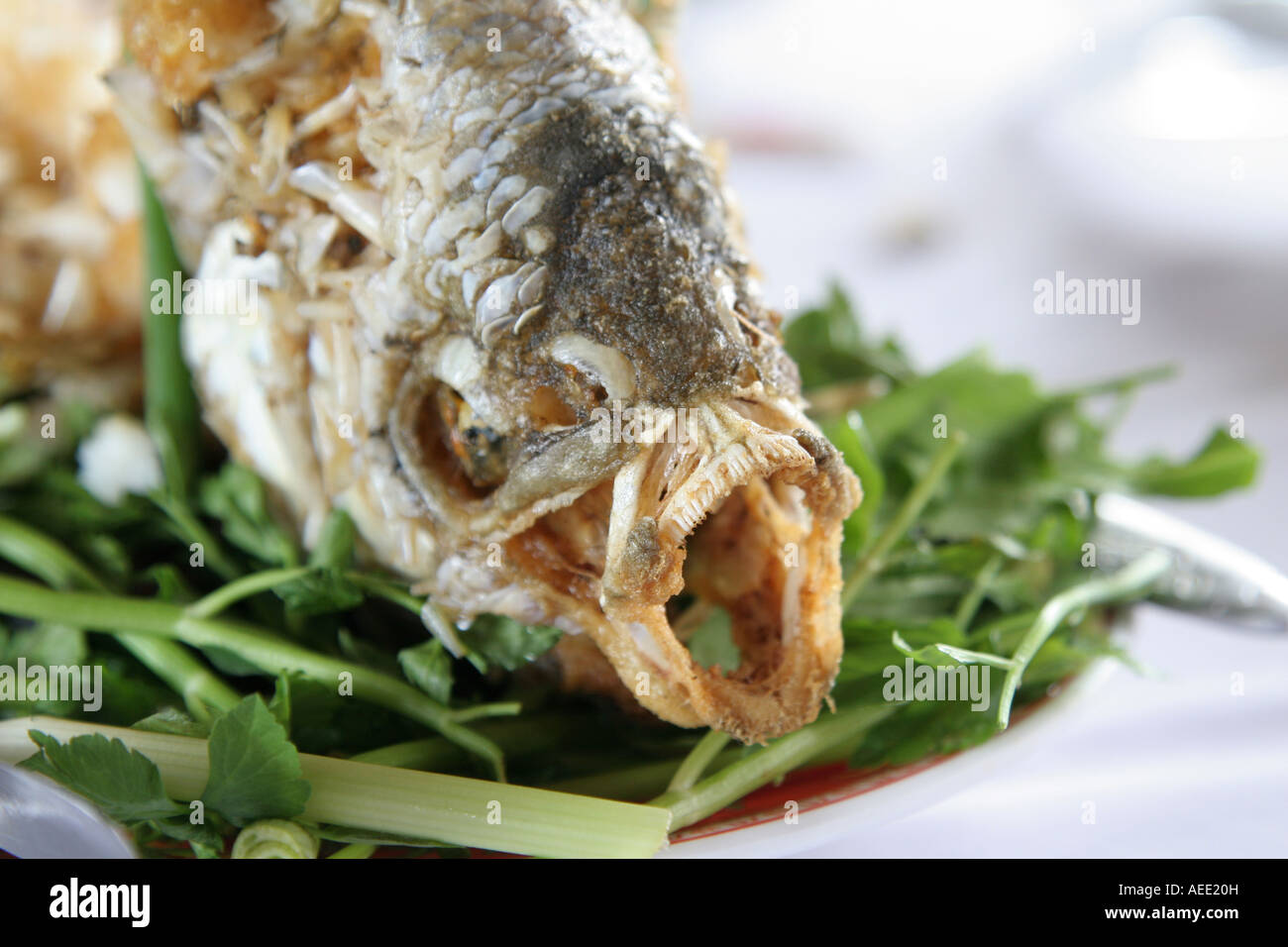 Elephant fish hi-res stock photography and images - Alamy