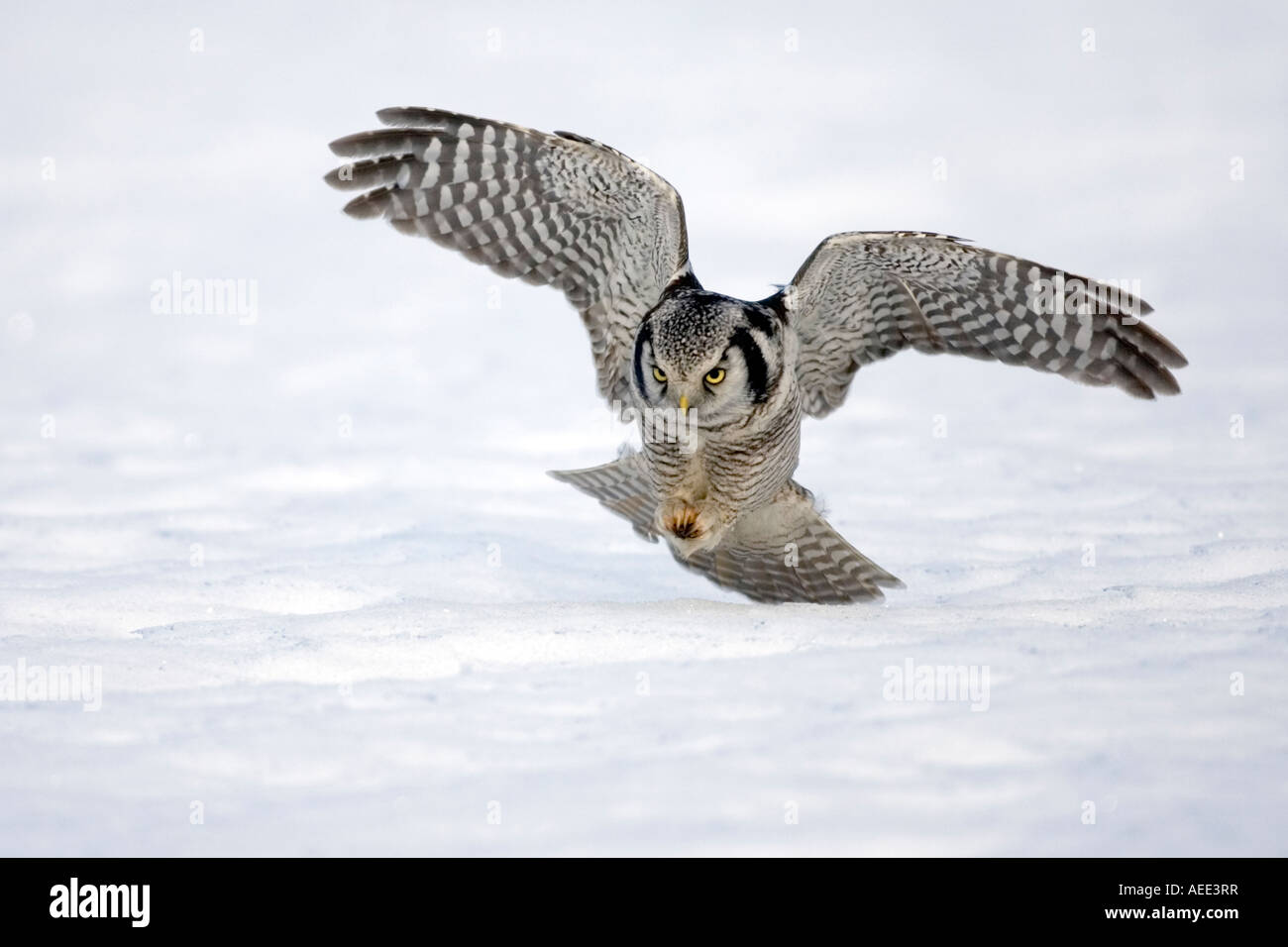 Hawk Owl Swooping on Prey Stock Photo - Alamy