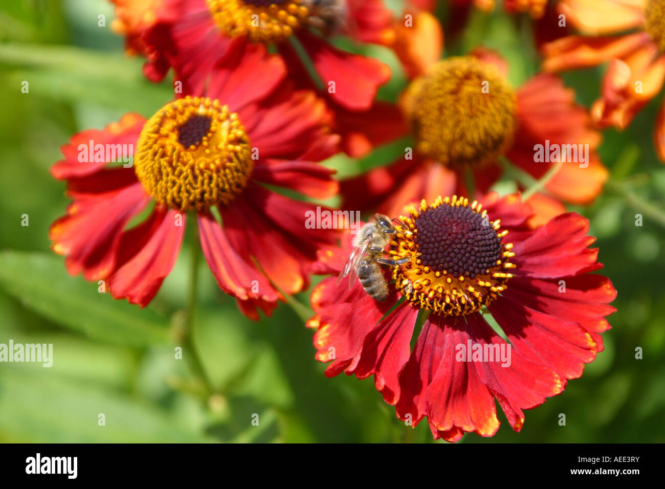 Helenium coppelia hi-res stock photography and images - Alamy