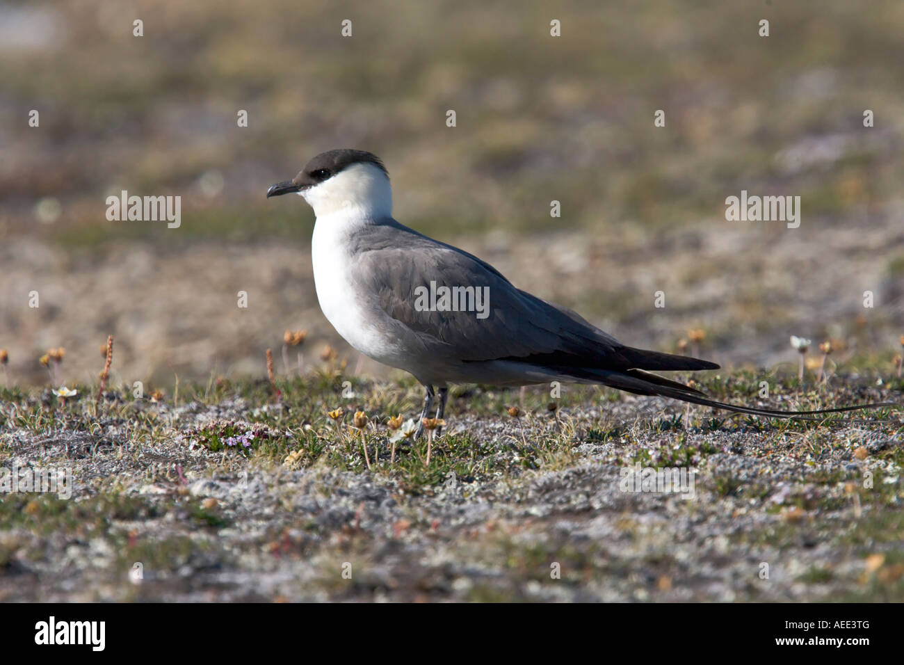 Long Tailed Skua Stock Photo - Alamy