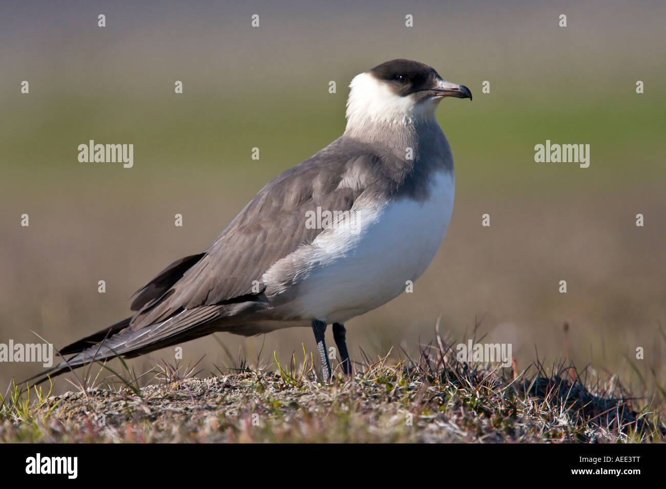 Arctic skua hi-res stock photography and images - Alamy