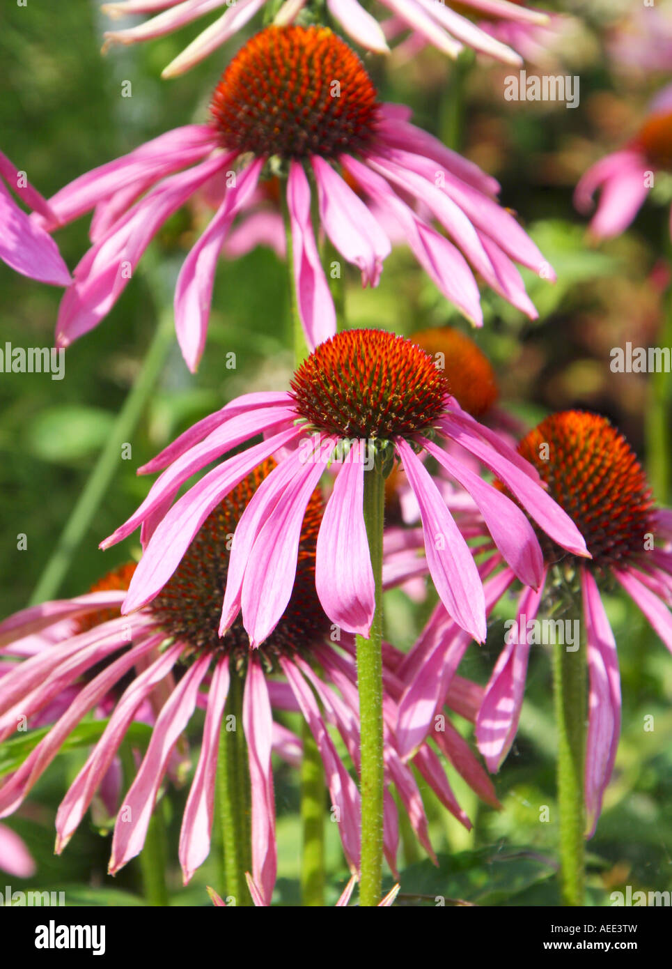 Echinacea purpurea Magnus Stock Photo - Alamy