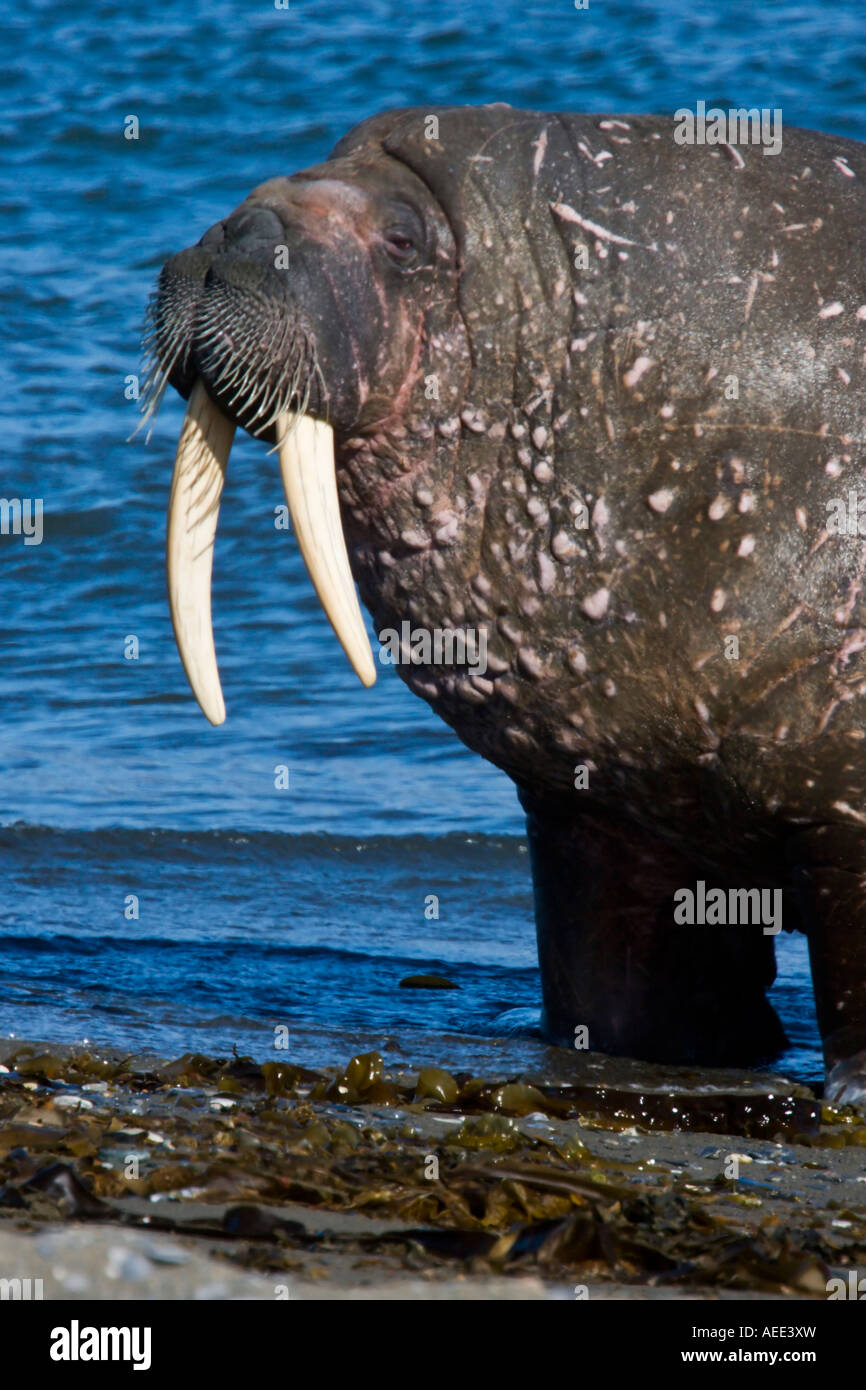 Walrus tusks hi-res stock photography and images - Alamy