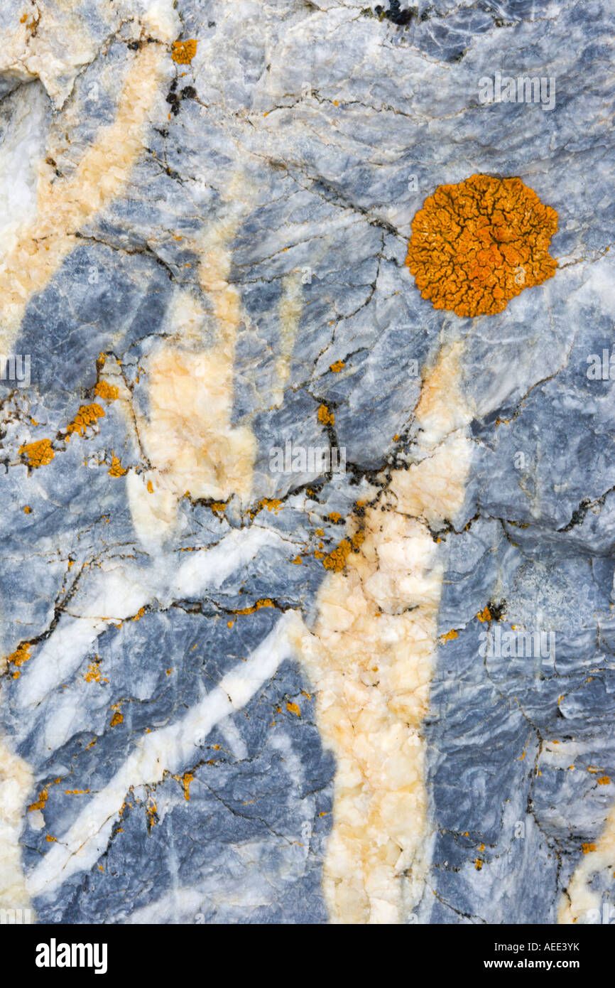 Cream lichen hi-res stock photography and images - Alamy