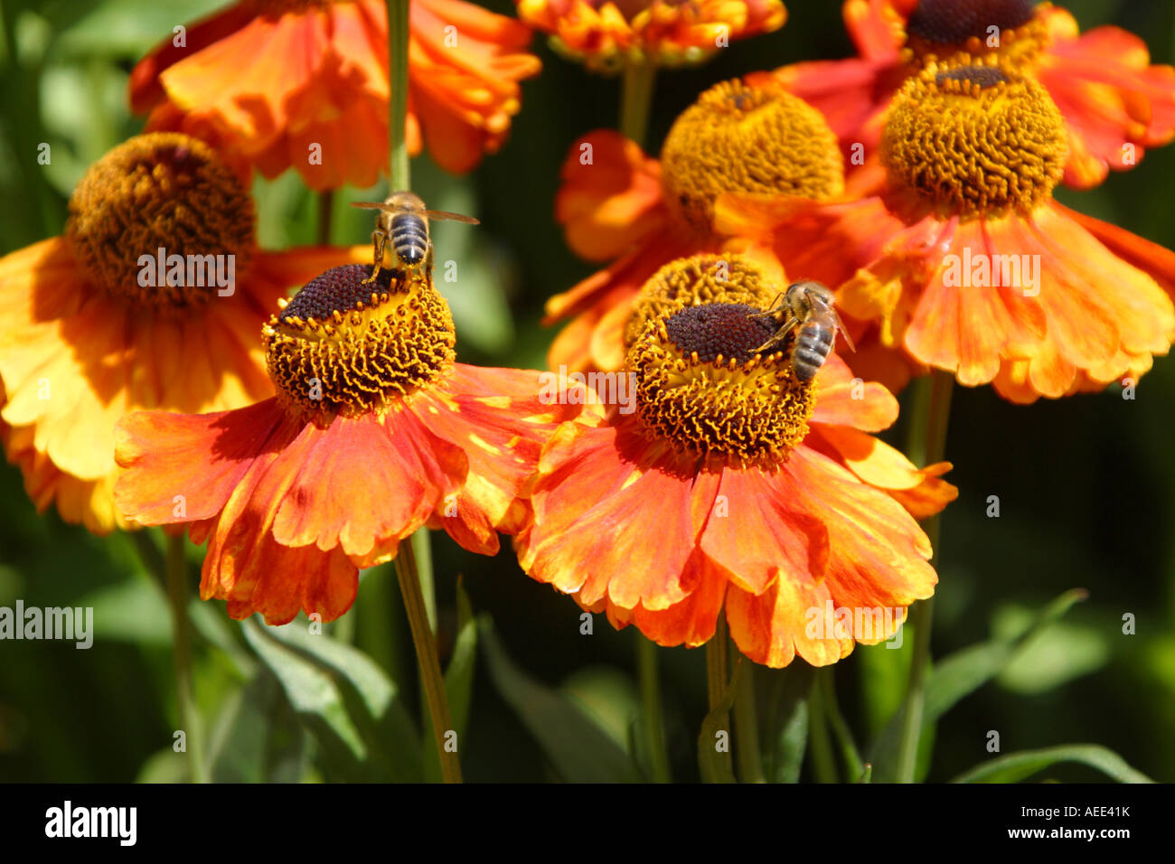 Helenium Coppelia with honey bees Stock Photo - Alamy