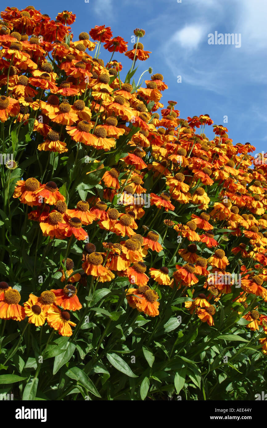 Helenium Sahin's Early Flowerer Stock Photo - Alamy