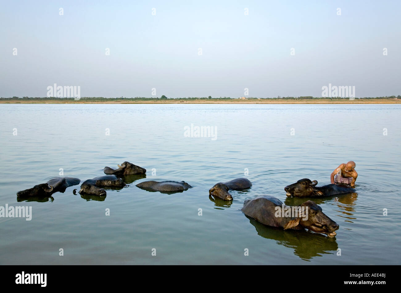 Man washing buffalo hi-res stock photography and images - Alamy
