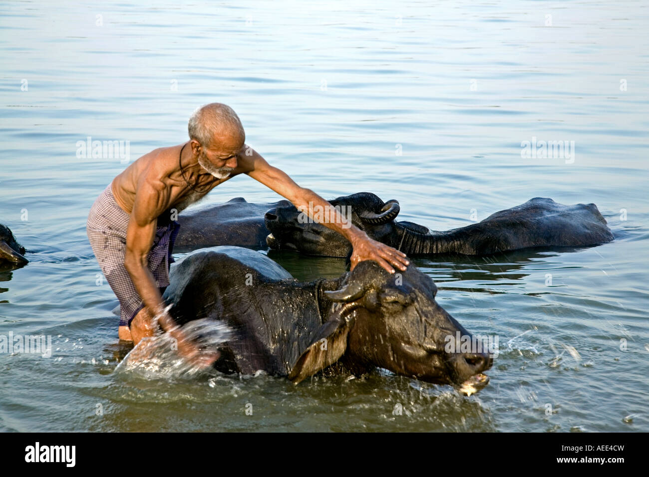 Man washing buffalo hi-res stock photography and images - Alamy