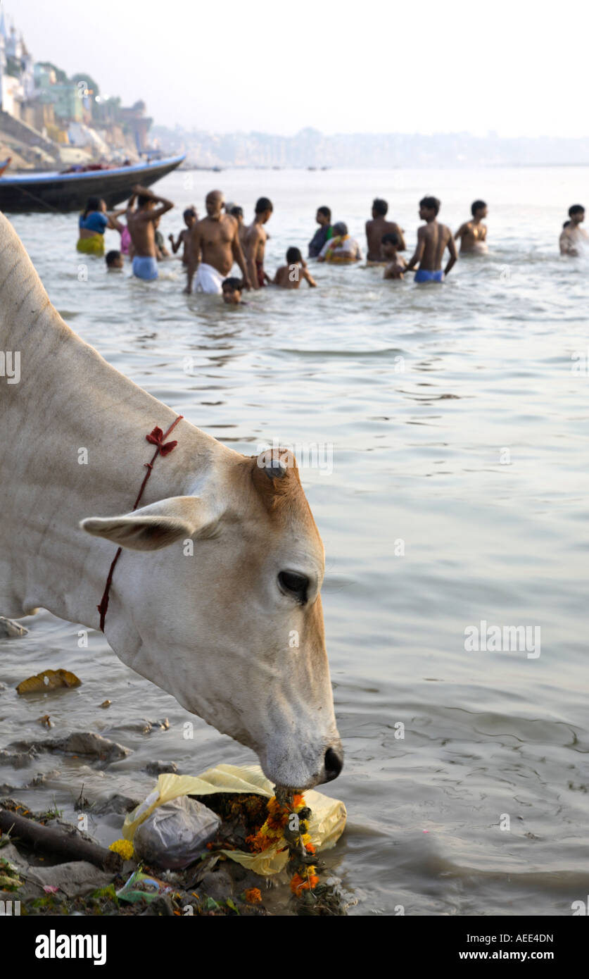 Holy cow at morning puja ceremony. Assi Ghat. Ganges river. Varanasi ...