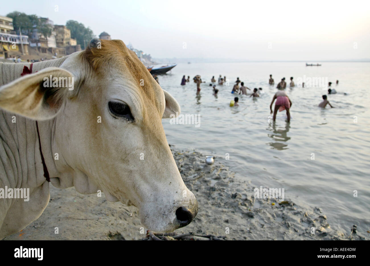 Holy cow at morning puja ceremony. Assi Ghat. Ganges river. Varanasi ...