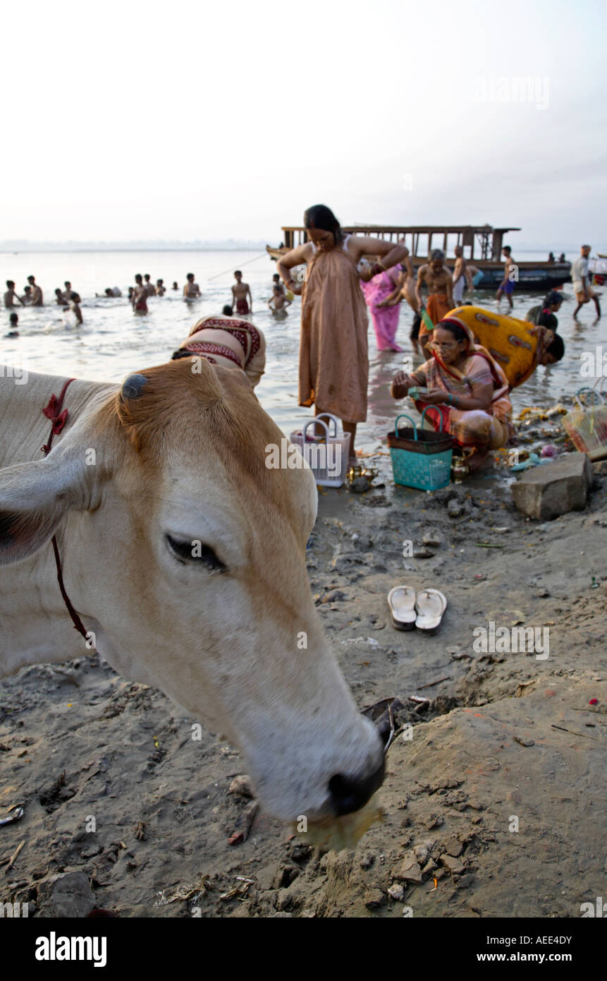 Holy cow at morning puja ceremony. Assi Ghat. Ganges river. Varanasi ...