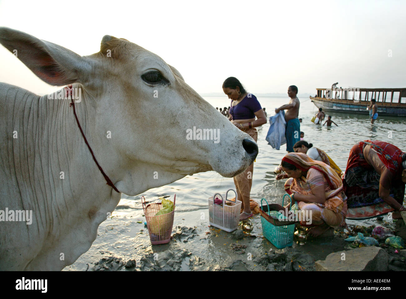 Holy cow morning puja ceremony hi-res stock photography and images - Alamy