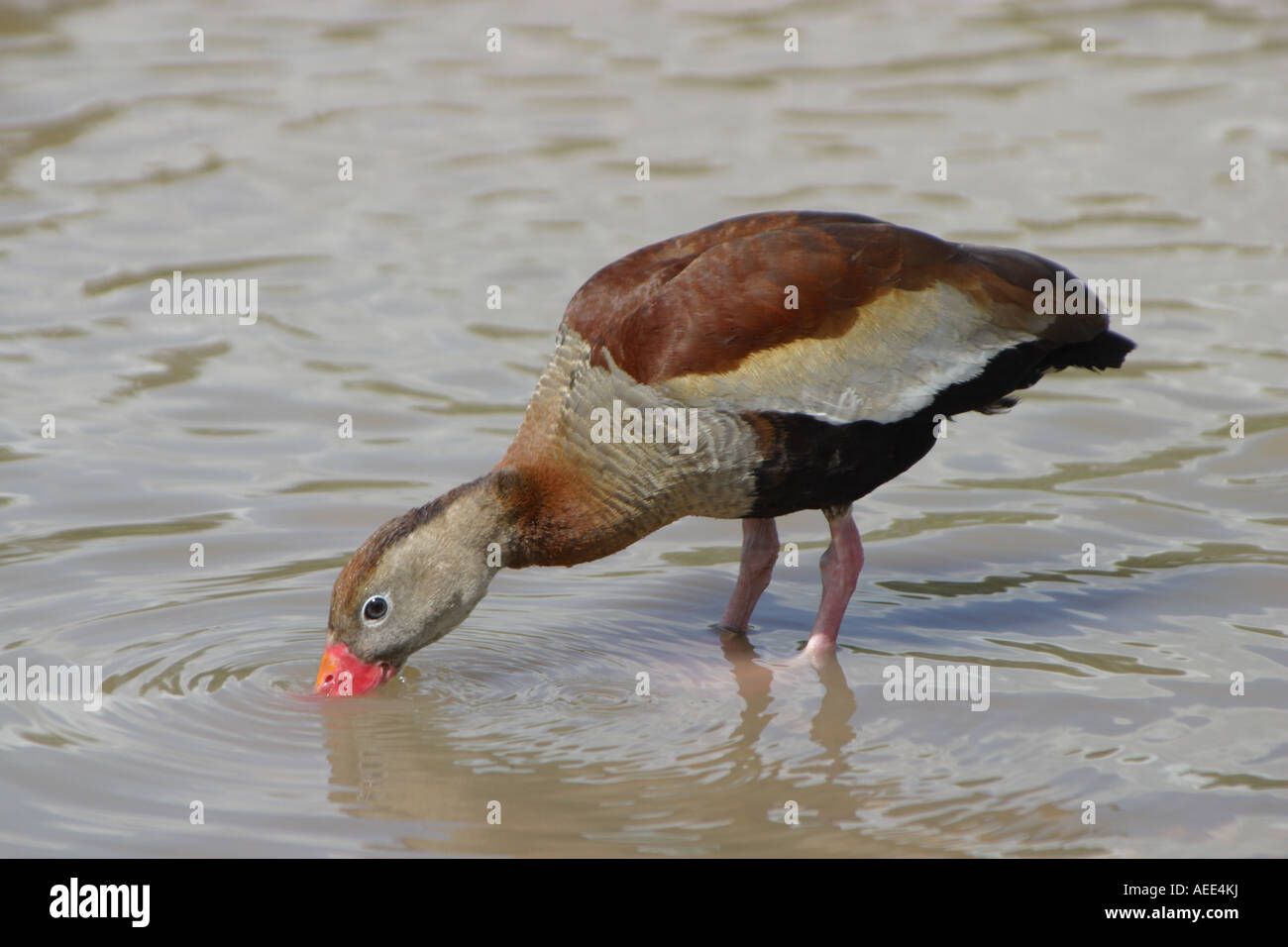 Red billed tree duck hi-res stock photography and images - Alamy