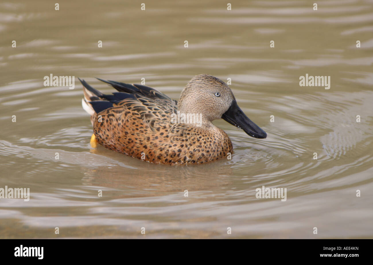Red Shoveler High Resolution Stock Photography and Images - Alamy