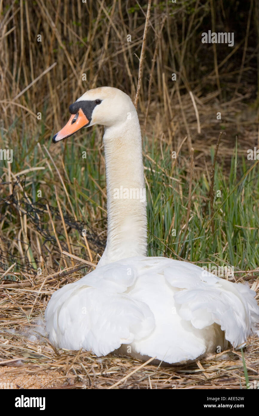 Summer uk mute swan on nest hi-res stock photography and images - Alamy