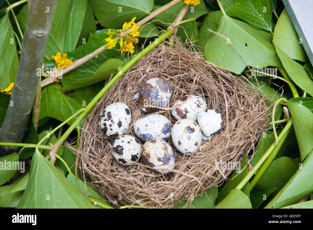 Bird's nest with eggs Stock Photo - Alamy