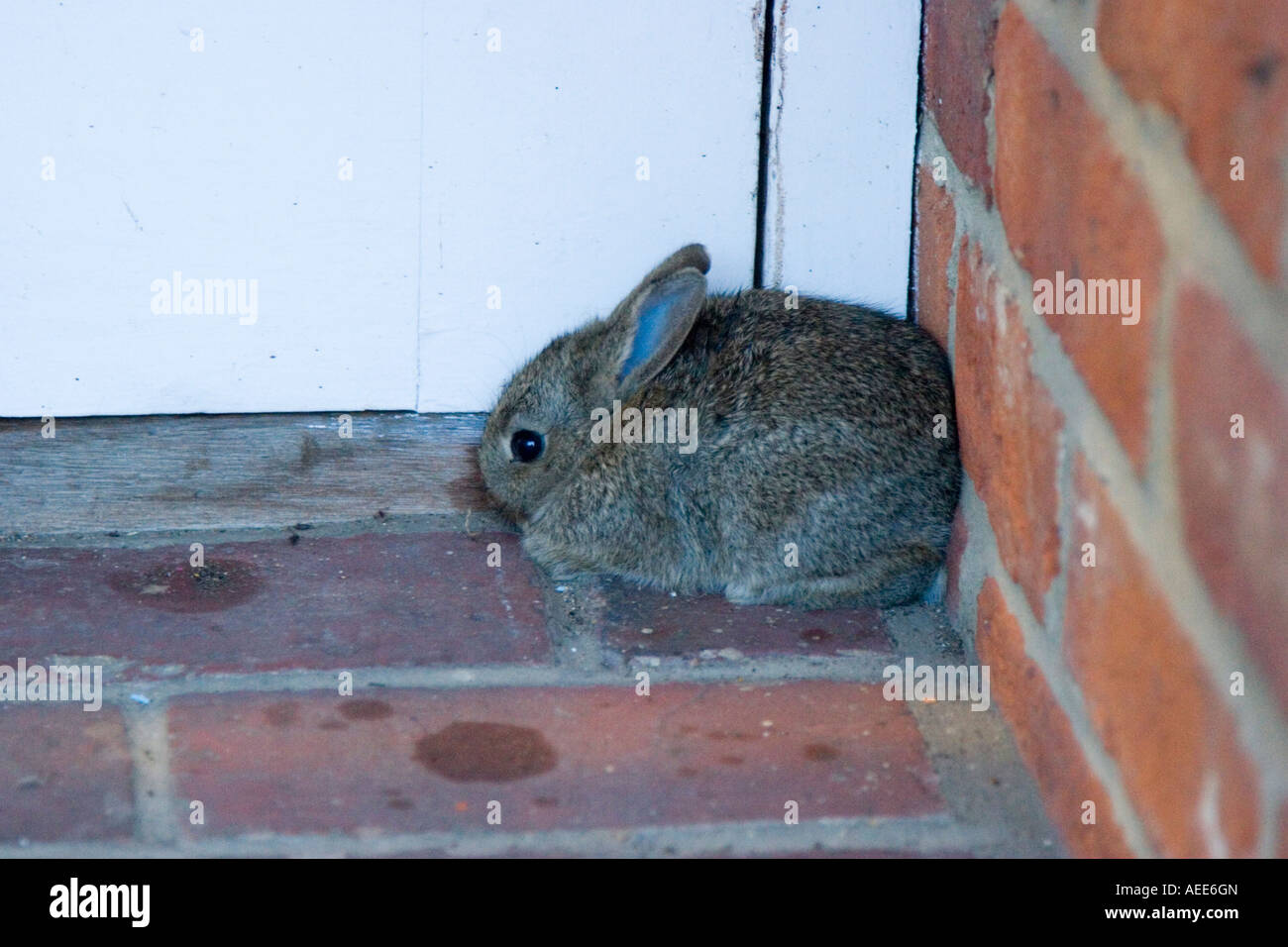 Trapped rabbit hi-res stock photography and images - Alamy