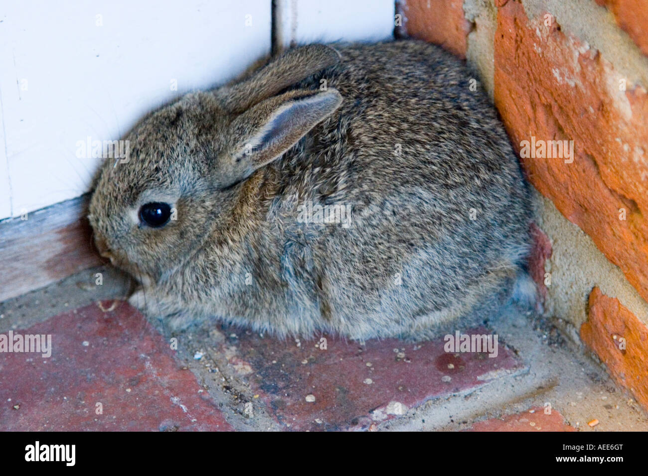 Baby rabbit cornered in a shop doorway Stock Photo - Alamy