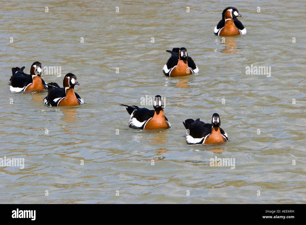 Red breasted goose Stock Photo - Alamy