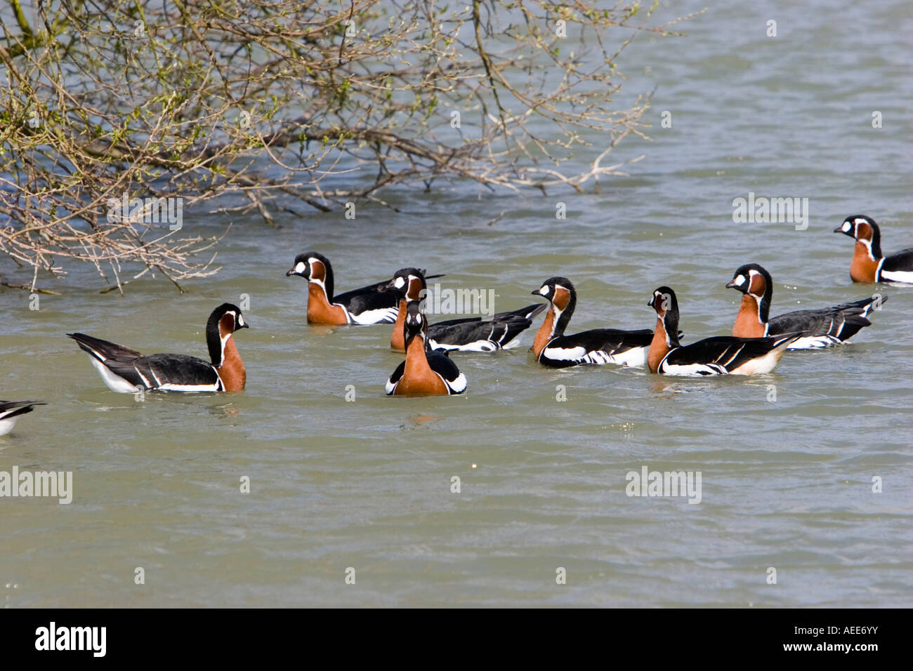 Red breasted goose Stock Photo - Alamy